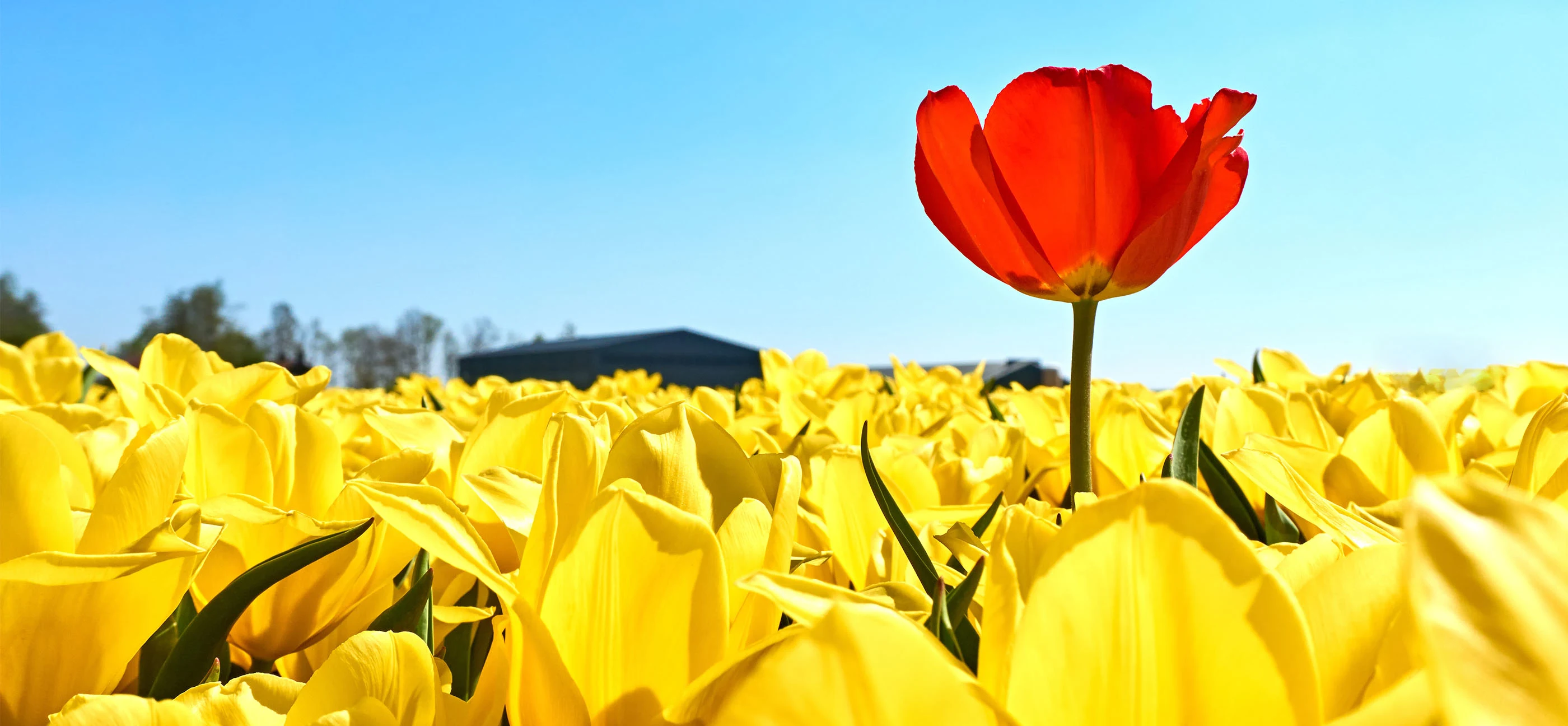 Can Being the ‘Token’ Give Women and Minorities a Competitive Edge ...