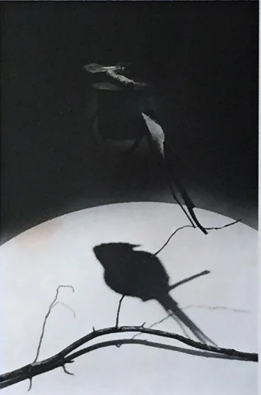 Mac Adams Flycatcher 1997 | About