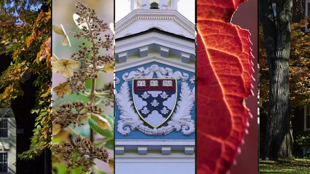Fall on Campus - News - Harvard Business School